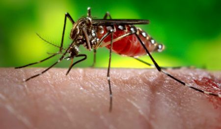 Dealing With Mosquitoes In Japan